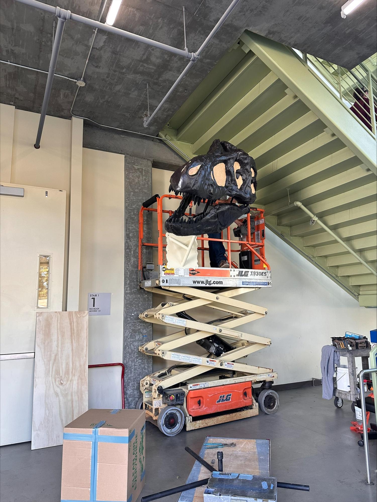 UC Davis Paleontology Collection - T.rex Installation