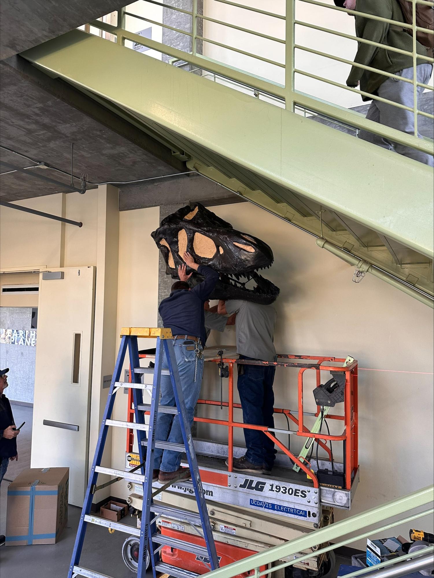 UC Davis Paleontology Collection - T.rex Installation